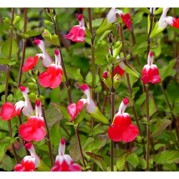 "LIVE Hot Lips Chelone lyonii Bicolor Blooms - Outdoor/Indoor Potted ...