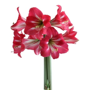 Amaryllis Bulbs for Indoor and Outdoor Gardens in Vibrant Colors