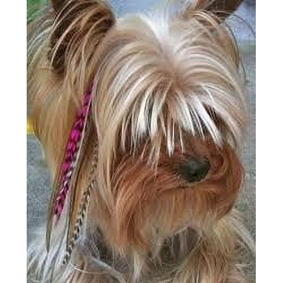 Hot New Pet Craze 5 Pink Grizzly Feather Hair Extensions for Your Dog ...