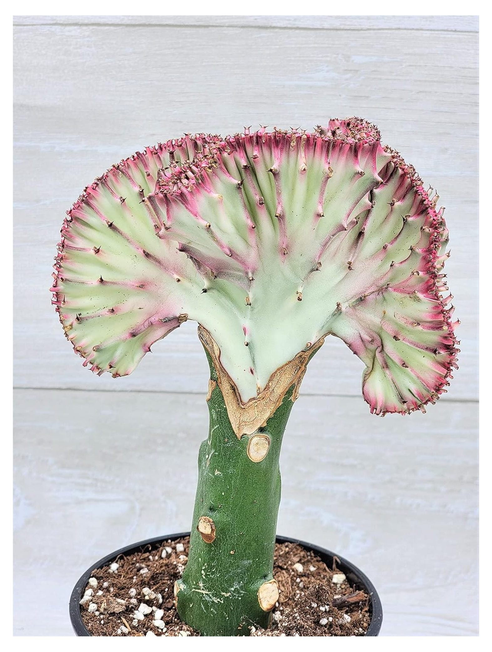 Hot Pink Euphorbia Lactea Cristata in 4 inch Pot,Coral Cactus, Very ...