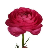 Hot Pink Ranunculus - 30 Farm Direct Fresh Cut Flowers - 140 Stems - by ...
