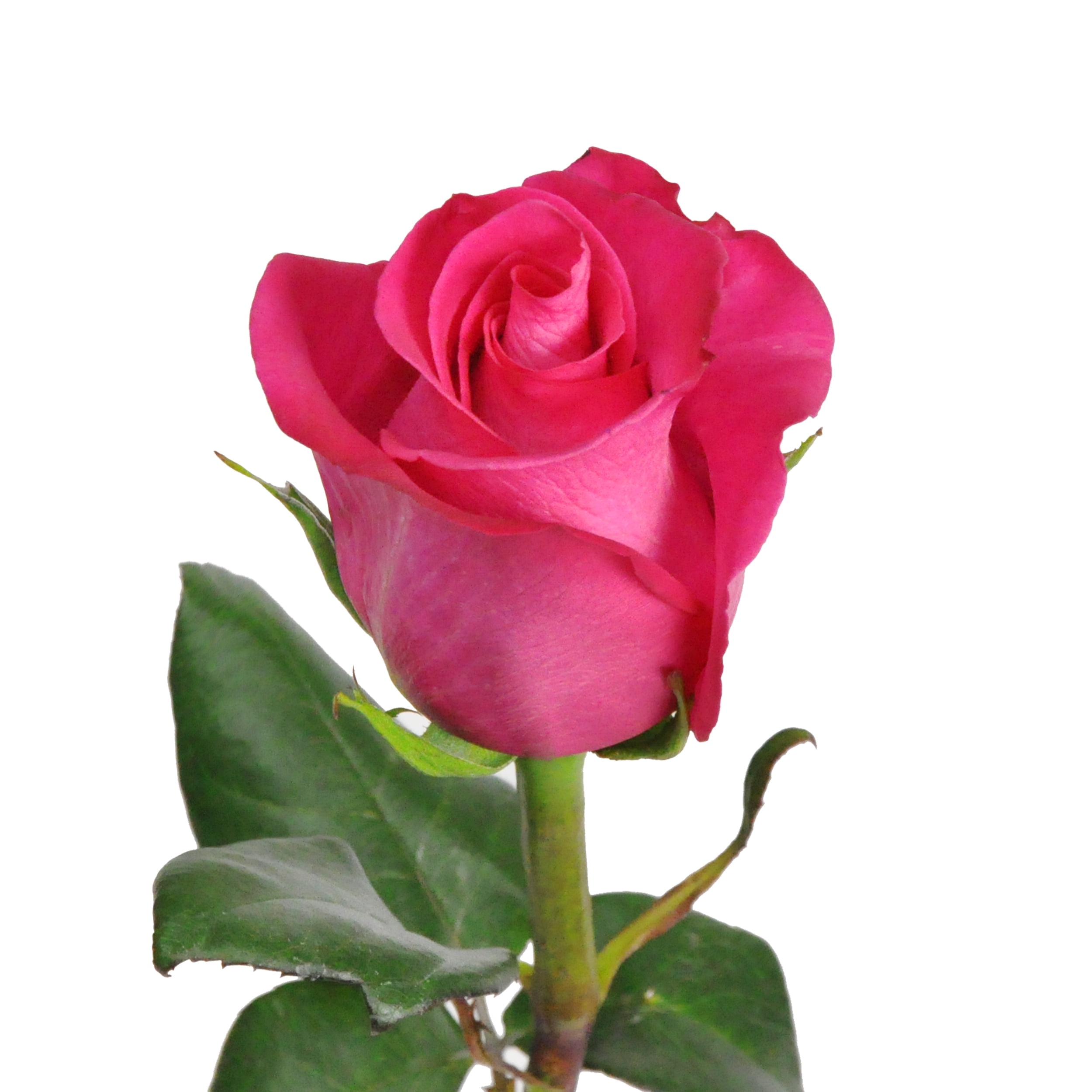 Hot Pink Roses 50 cm - Fresh Cut - 100 Stems - Walmart.com