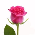 Hot Pink Roses - Farm Direct Fresh Cut Flowers - 125 Stems - Walmart.com
