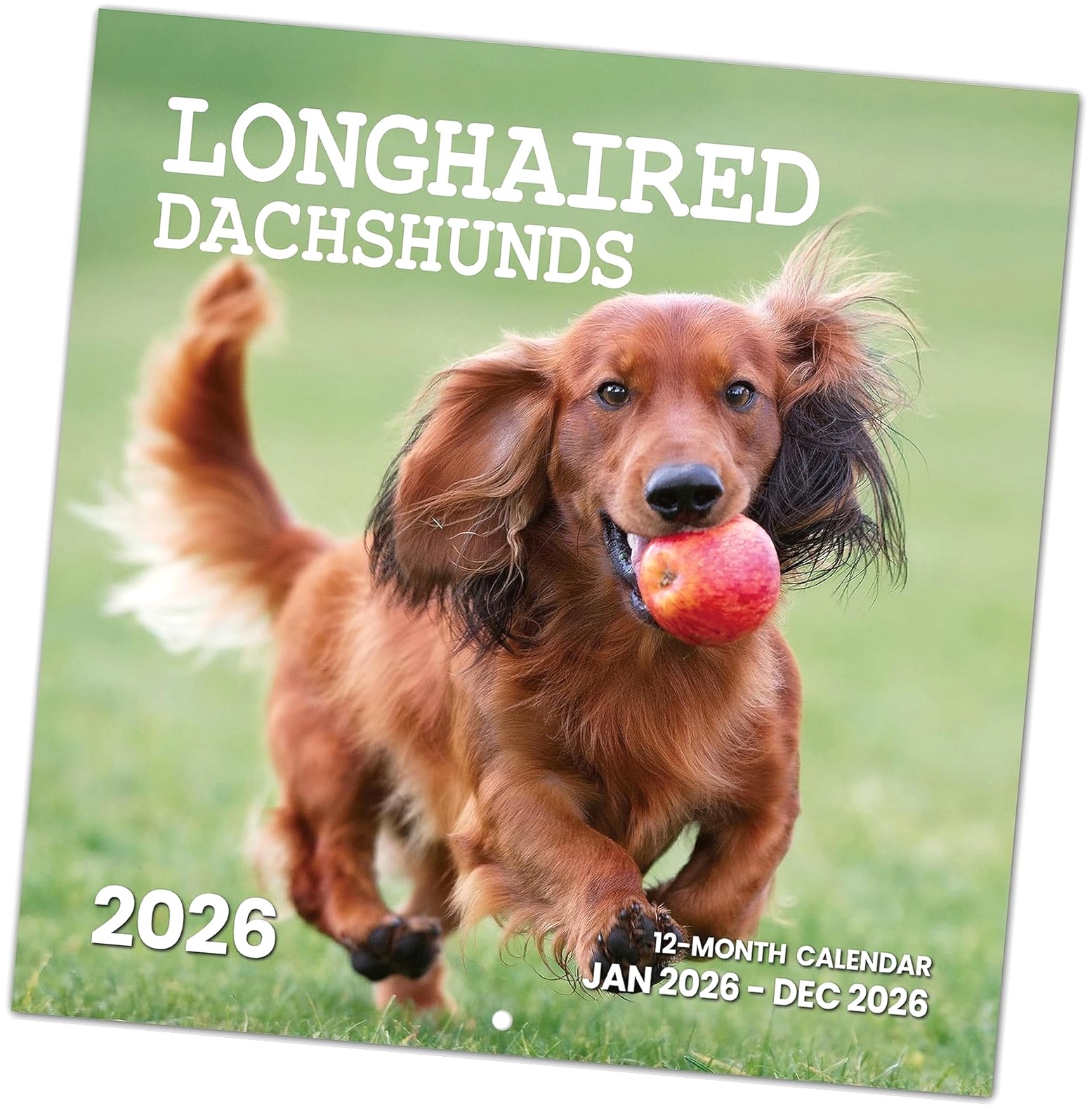 Hotbar 2026 Calendar, Long-Haired Dachshund 2026 Wall Calendar, 14 ...
