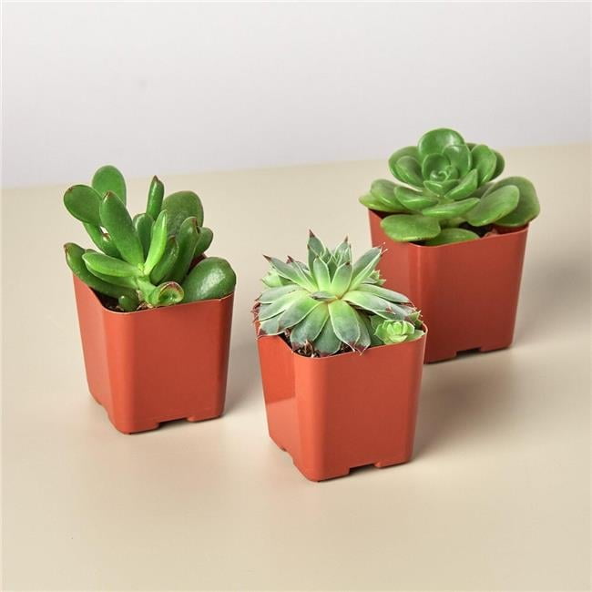 House Plant 2-SUCC-VARIETY-3PK 3 Succulent Plant Variety Pack in 2 in ...