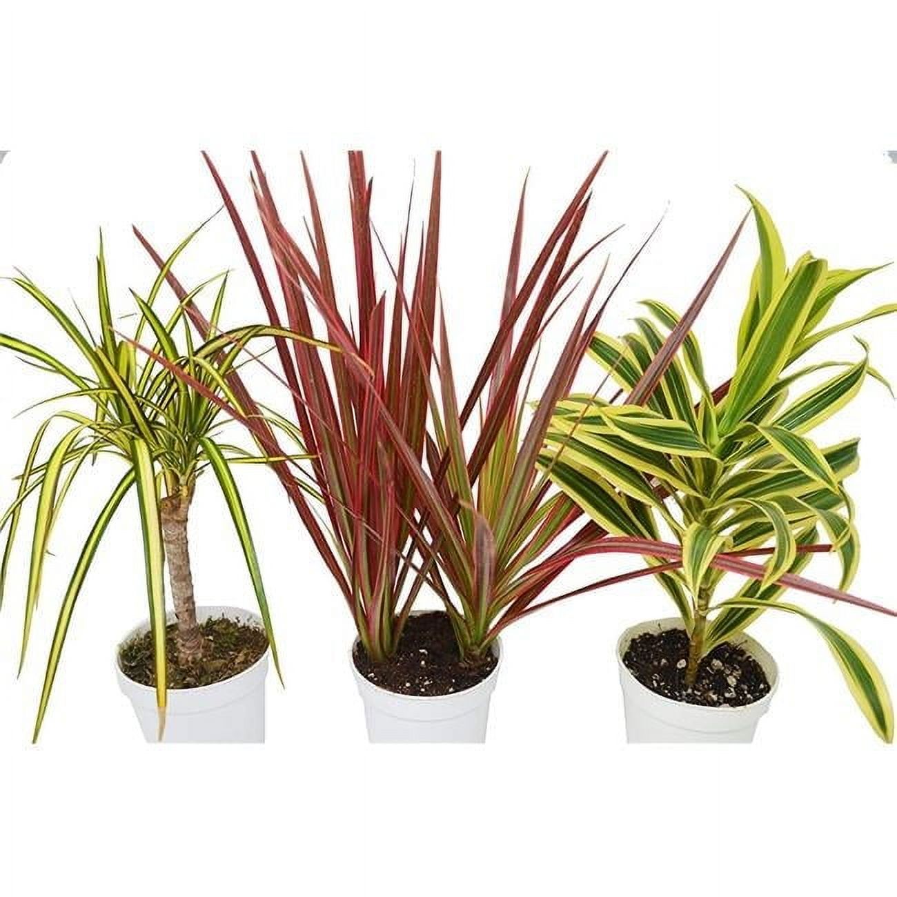 House Plant 4-DRACAENA-VARIETY-3PK 3 Different Dracaenas Variety Pack ...