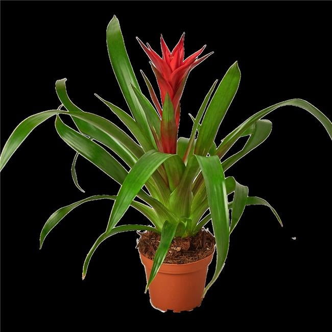 House Plant 4-GUZMANIA-RED 4 in. Pot Guzmania Bromeliad Plant, Red ...