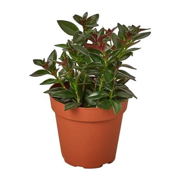 Goldfish Plant