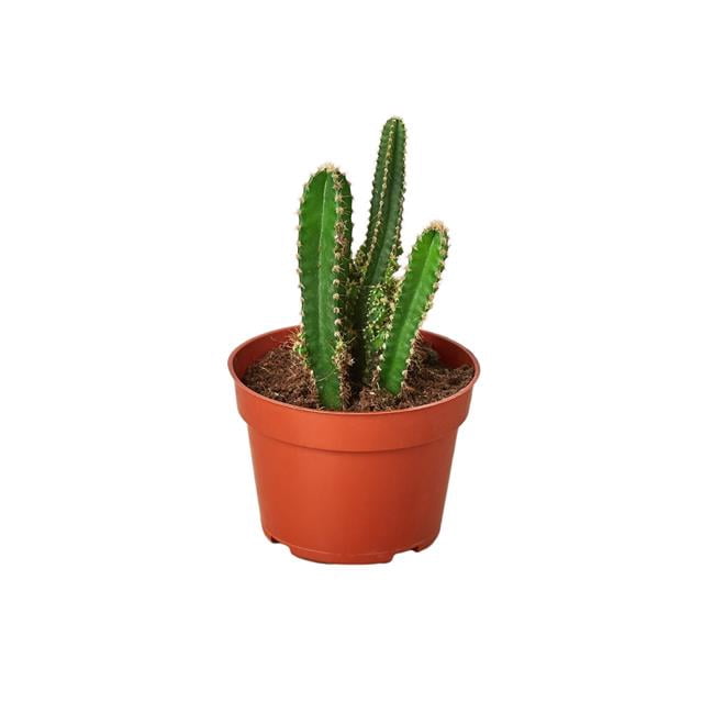 House Plant 4-SUCC-CACTUS-FAIRY.CASTLE Fairy Castle Cactus in 4 in. Pot ...