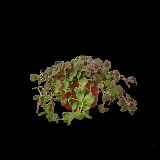 House Plant 4-SUCC-CALLISIA-BOLIVIAN.JEW 4 in. Pot Bolivian Wandering ...