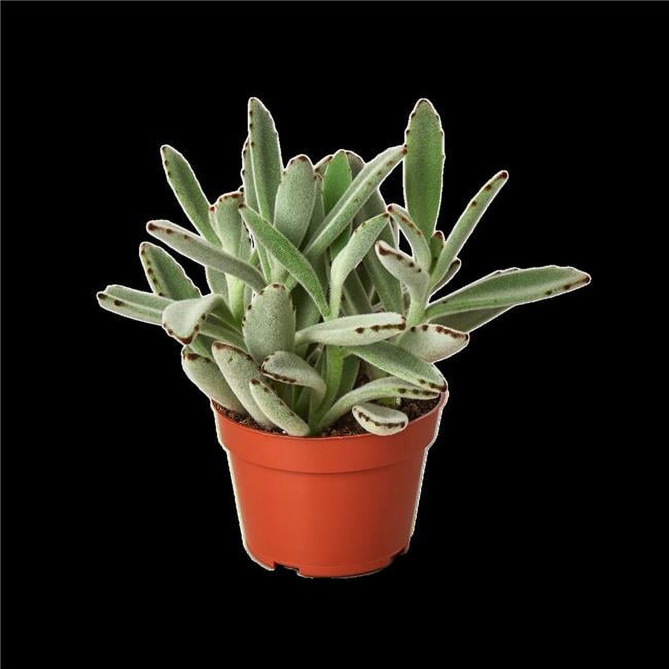 House Plant 4-SUCC-KALANCHOE-PANDA.PLANT 4 in. Pot Kalanchoe Succulent ...