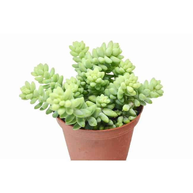 House Plant 4-SUCC-SEDUM-WHITE.STONECROP 4 in. Pot Succulent White ...