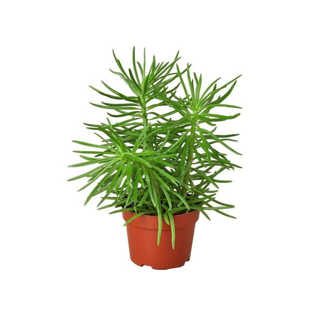 House Plant 4-SUCC-SENECIO-HIMALAYAN 4 in. Pot Succulent Senecio ...
