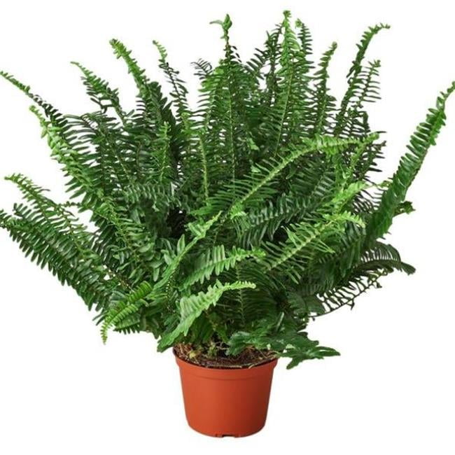 House Plant 6-FERN-JESTER.CROWN 6 in. Pot Jesters Crown Fern Plant ...