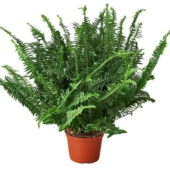 House Plant 6-FERN-JESTER.CROWN 6 in. Pot Jesters Crown Fern Plant ...