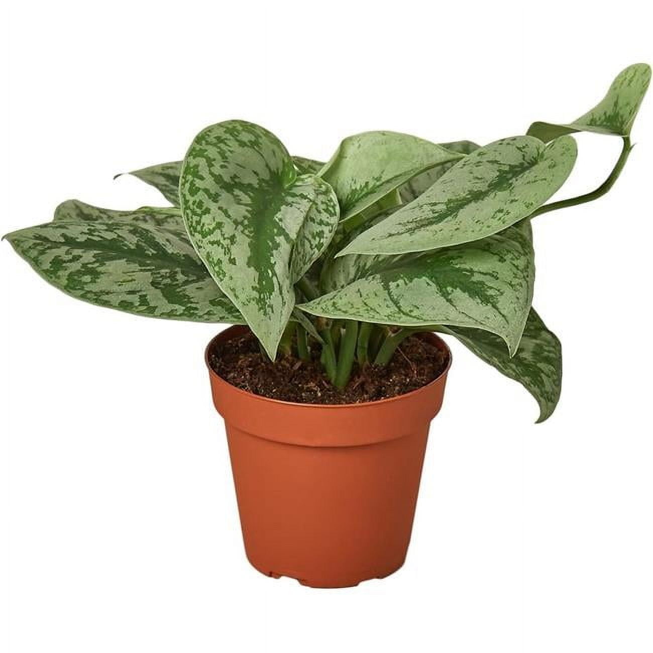 House Plant Dropship 170-041-025-011 4 in. Pothos Silver Splash Pot ...