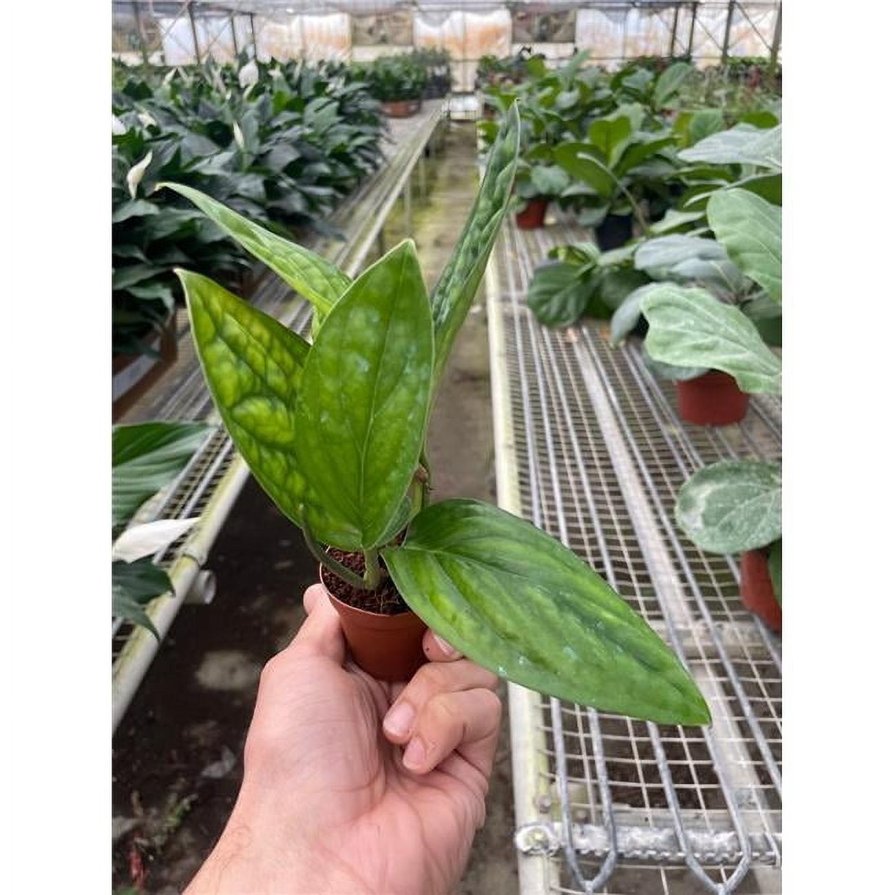 House Plant Dropship 2-MONSTERA-PERU 2 in. Pot Monstera Peru Plant ...