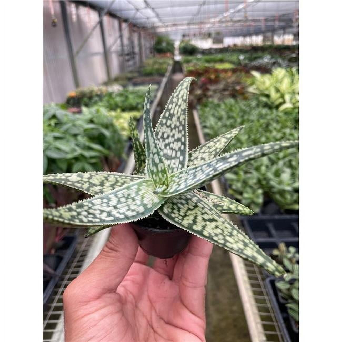 House Plant Dropship 2-SUCC-ALOE-WHITE.FOX 2 in. Aloe White Fox Plant ...