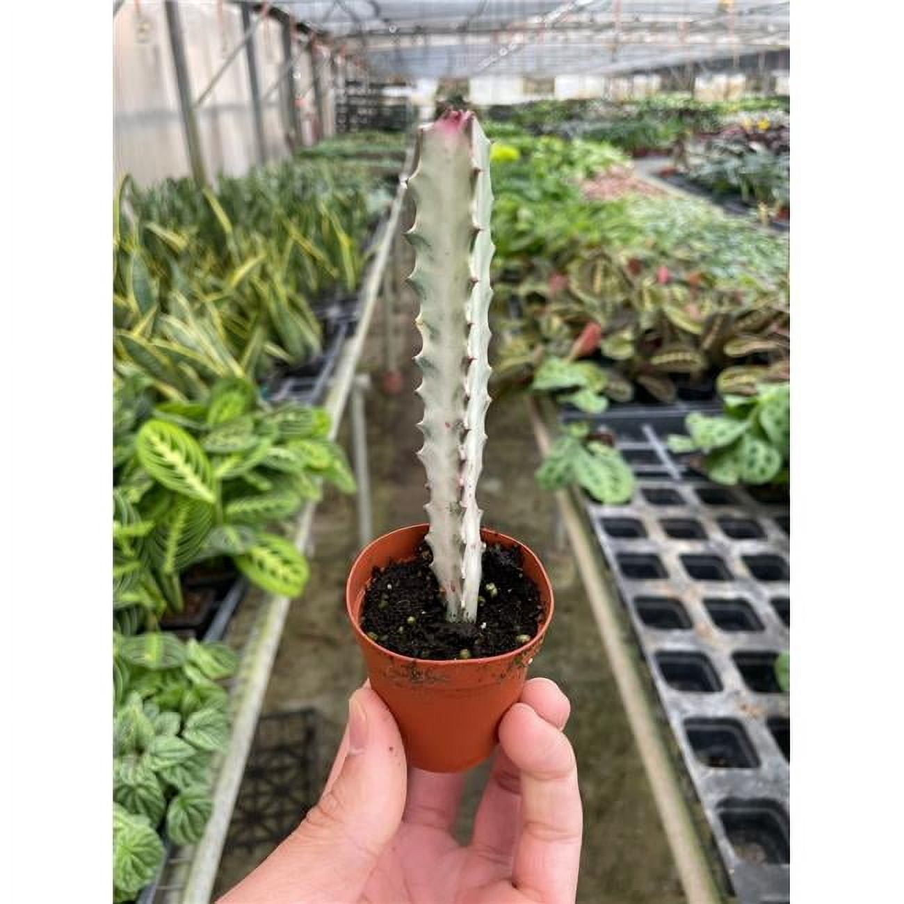 House Plant Dropship 2-SUCC-EUPHORBIA-DRAGON.BONE 2 in. Pot Succulent ...