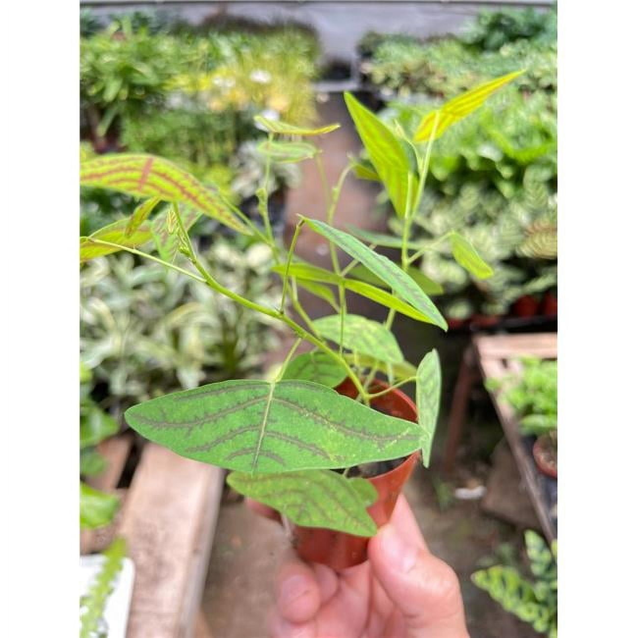 House Plant Dropship 3-BUTTERFLY-WING 2 in. Butterfly Wing Plant ...