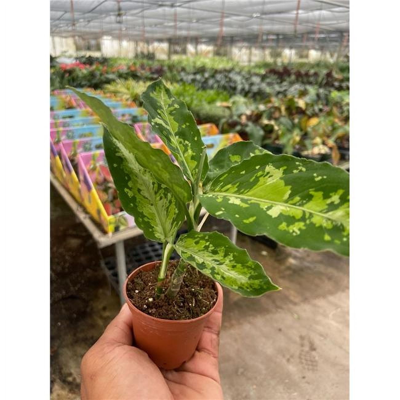 House Plant Dropship 3-CH.EVERGREEN-PICTUM.TRICOLOR Chinese Evergreen ...