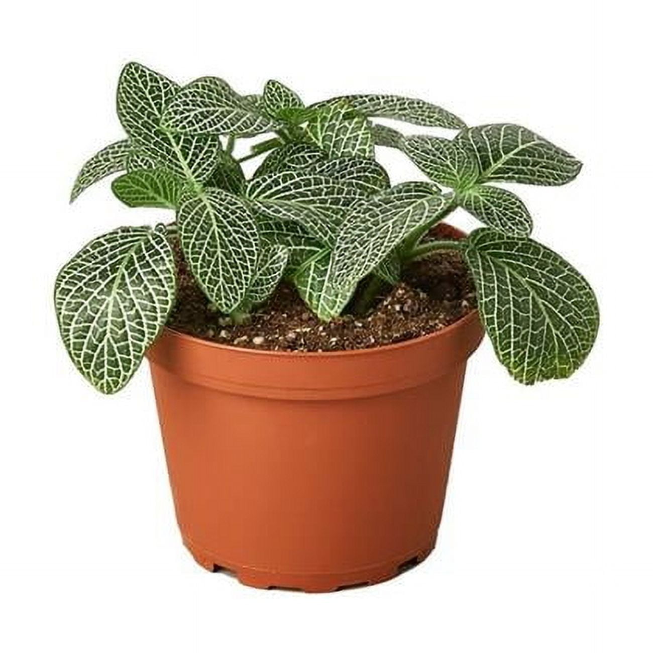 House Plant Dropship 3-FITTONIA-WHITE Fittonia White Nerve Plant ...