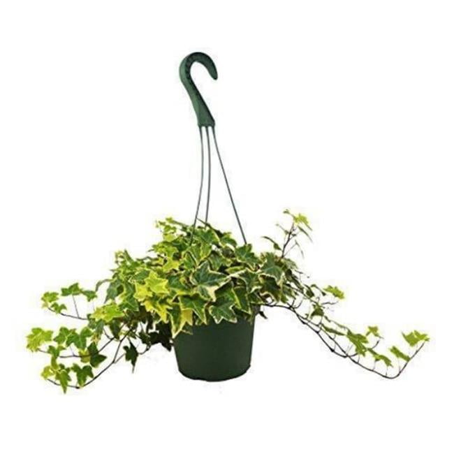 House Plant Dropship 3-IVY-GOLD.CHILD 3 in. Pot English Ivy Gold Child ...
