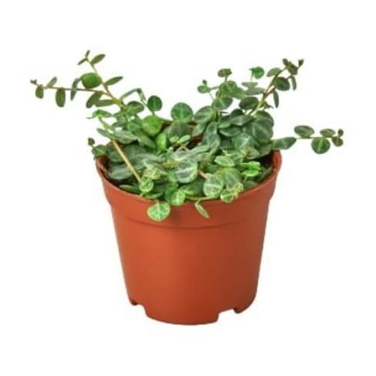 House Plant Dropship 3-PEPEROMIA-STRING.OF.TURTLES 3 in. Pot Peperomia ...