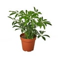 House Plant Dropship 3-SCHEFFLERA-ARBORICOLA Schefflera Arboricola Umbrella Plant - Walmart.com