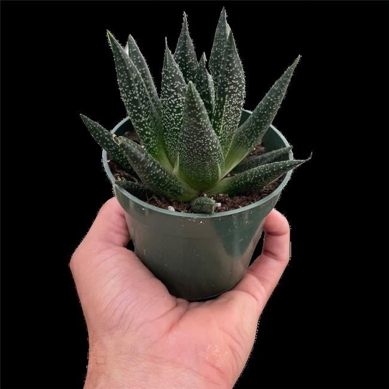 House Plant Dropship 3-SUCC-GASTERIA-DURBAN Succulent Gasteria Durban ...