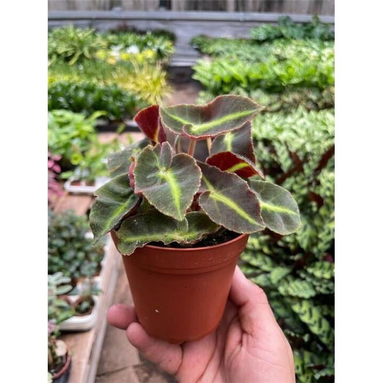 House Plant Dropship 4-BEGONIA-STRIPED 4 in. Pot Begonia Striped Plant ...