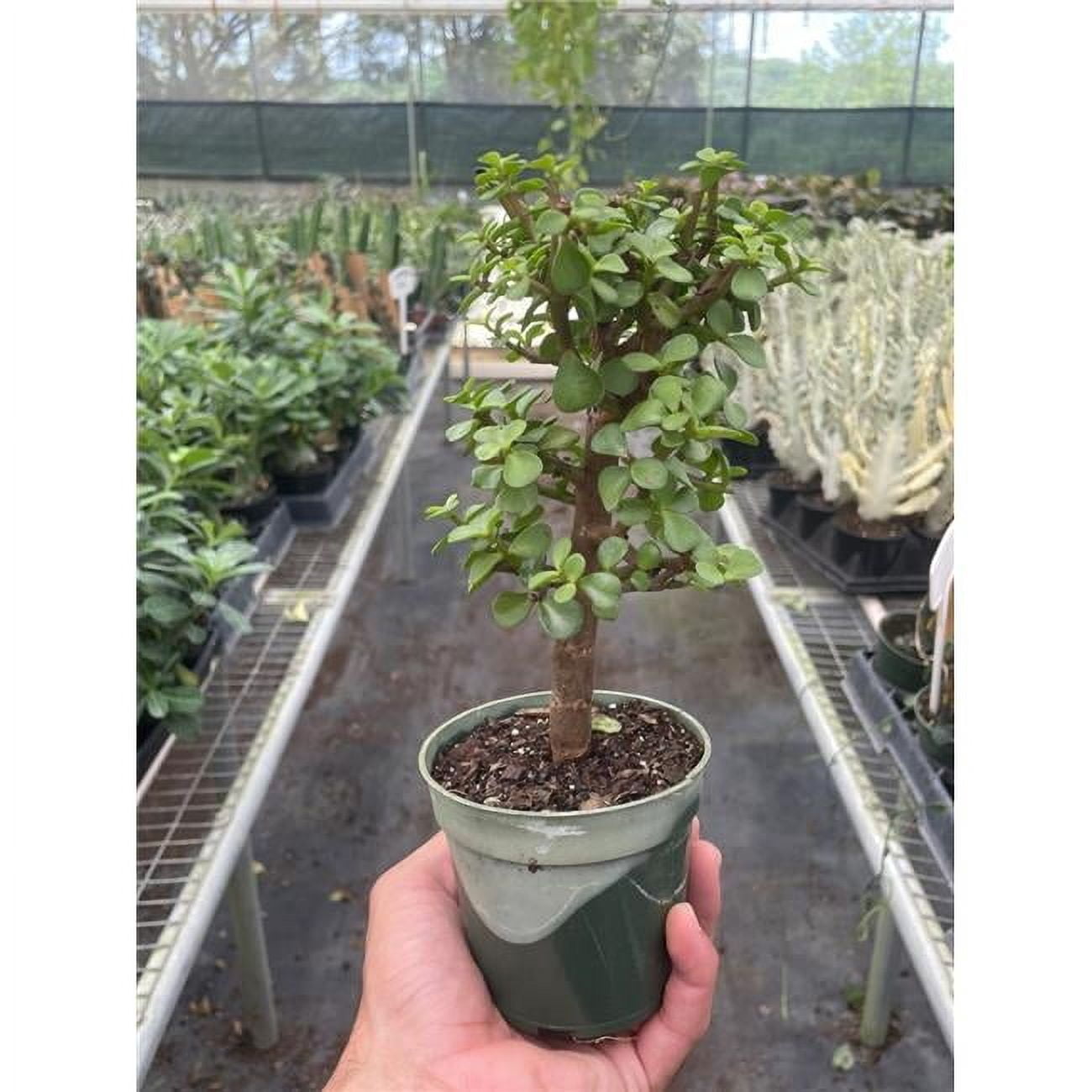 House Plant Dropship 4-BONSAI-JADE.DWARF.GREEN 4 in. Bonsai Jade Dwarf ...