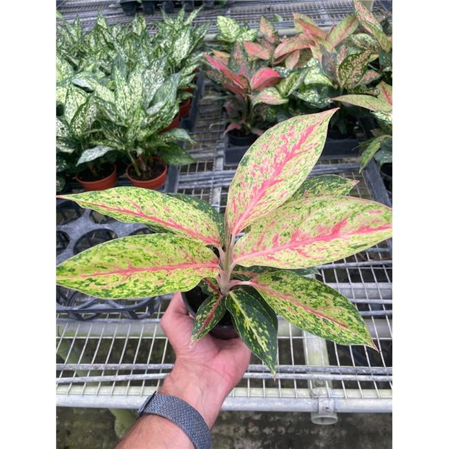 House Plant Dropship 4-CH.EVERGEEN-KARAT 4 in. Chinese Evergreen Karat ...