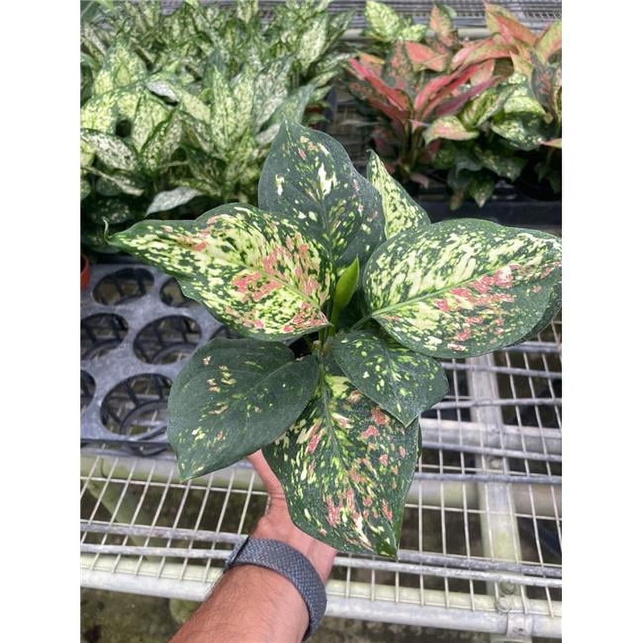 House Plant Dropship 4-CH.EVERGREEN-WISHES 4 in. Chinese Evergreen ...