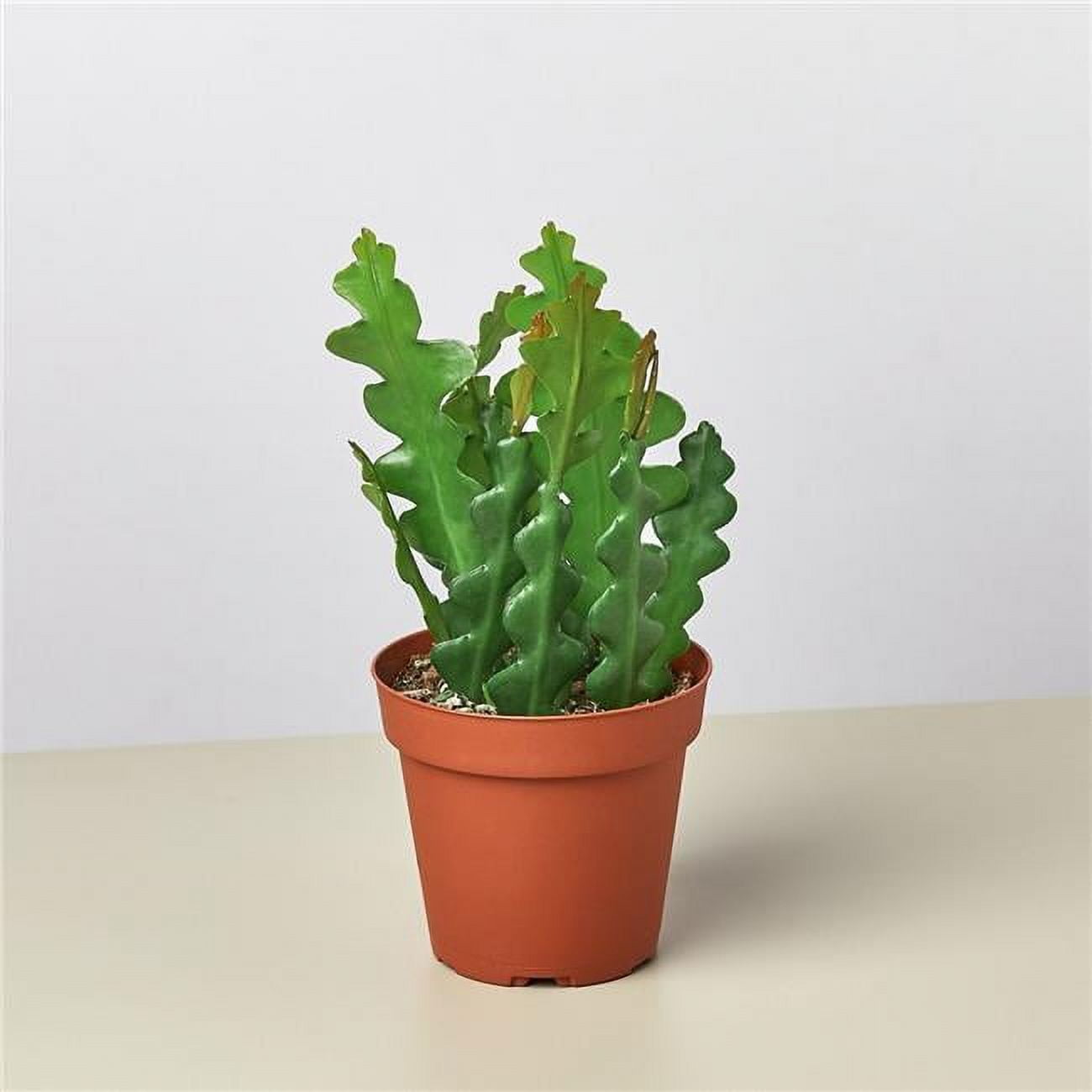 House Plant Dropship 4-EPIPHYLLUM-RIC.RAC.CACTUS 4 in. Epiphyllum Ric ...