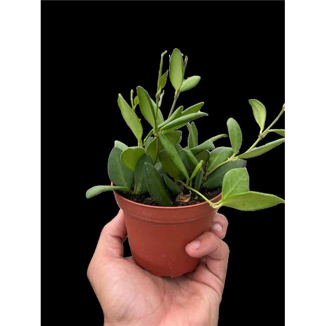 House Plant Dropship 4-HOYA-CHOUKE Hoya Chouke Plant - Walmart.com