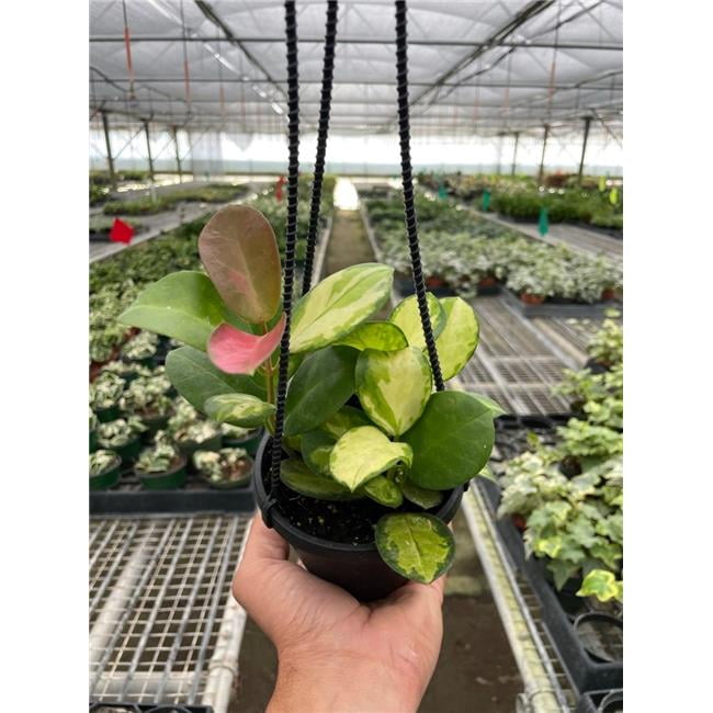 House Plant Dropship 4-HOYA-LISA Hoya Lisa Plant - Walmart.com
