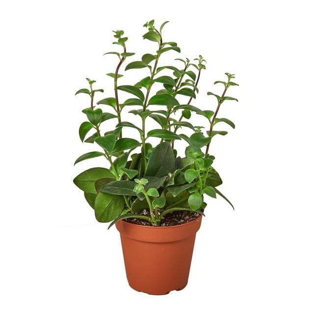 House Plant Dropship 4-LIPSTICK-CLASSIC-NURSERY.POT 4 in. Lipstick ...