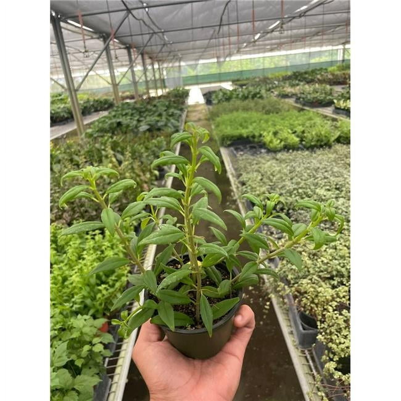 House Plant Dropship 4-NEMATANTHUS-FLYING.GOLDFISH 4 in. Nematanthus ...