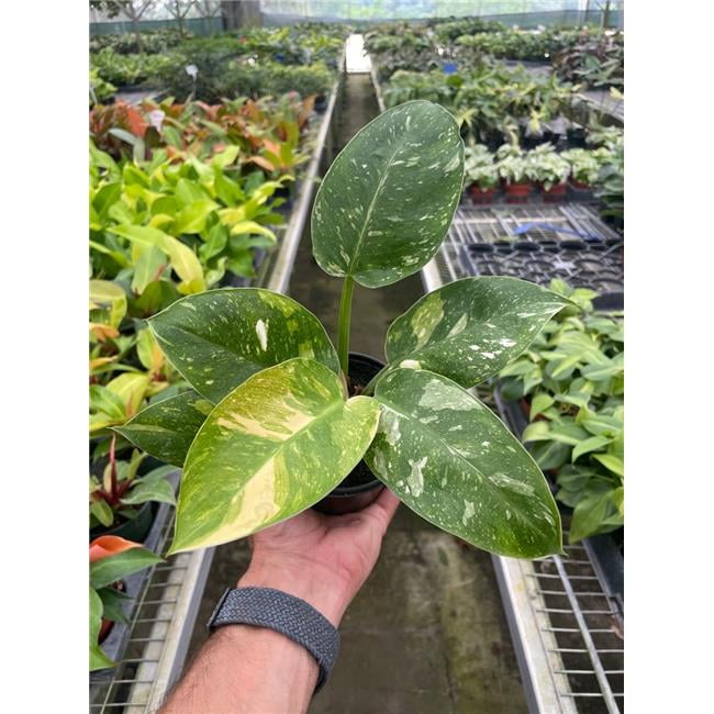 House Plant Dropship 4-PHILODENDRON-CONGO.NUCLEAR 4 in. Philodendron ...