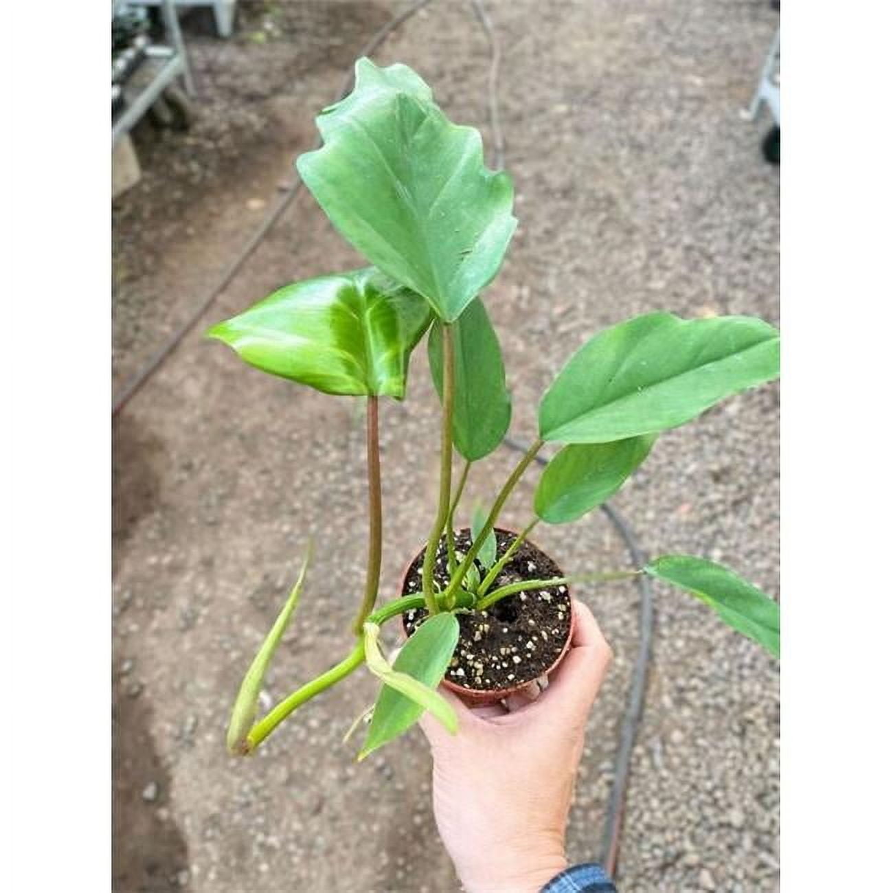 House Plant Dropship 4-PHILODENDRON-MAYOI 4 in. Pot Philodendron Mayoi ...