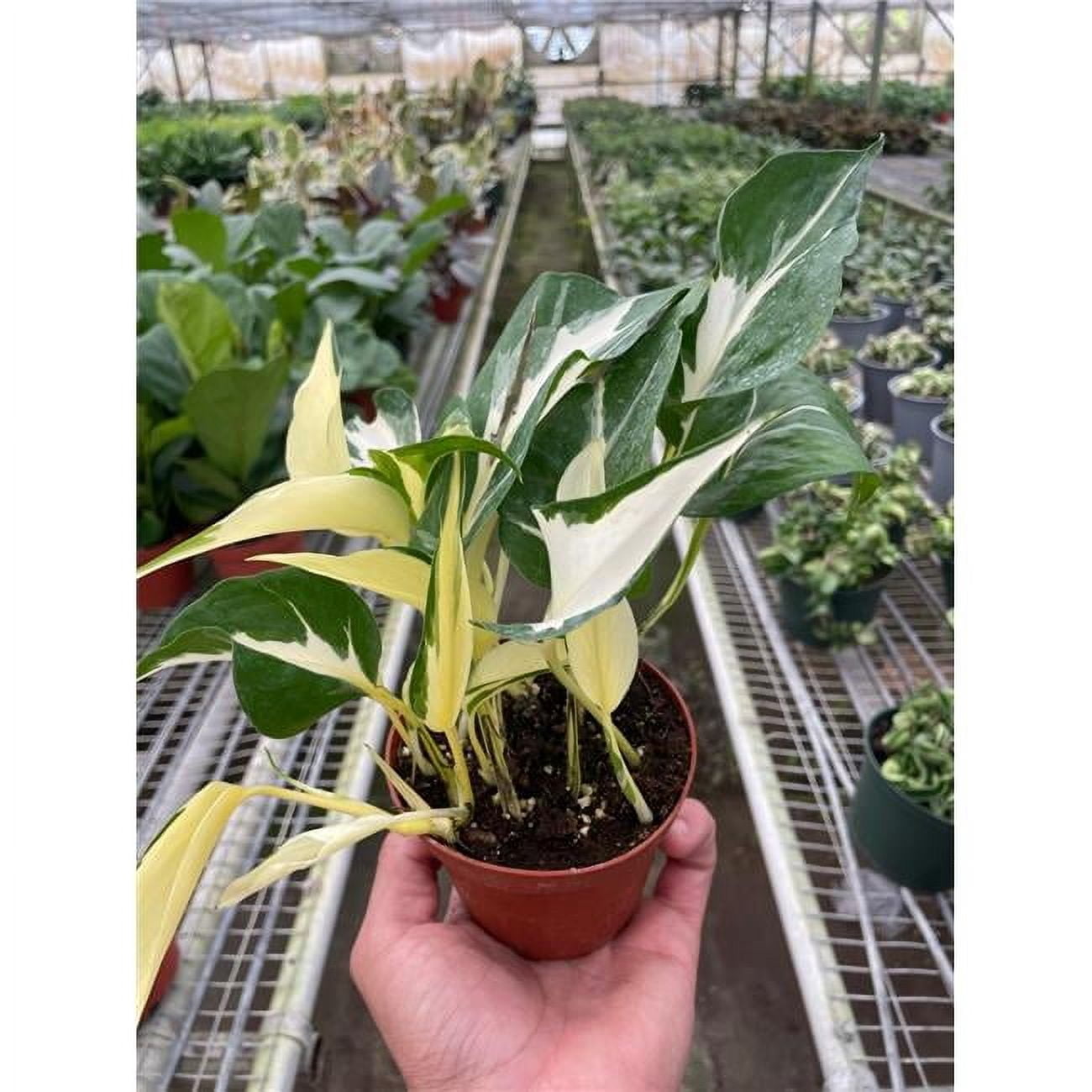 House Plant Dropship 4-POTHOS-MUTANT.MANJULA 4 in. Pot Pothos Mutant ...