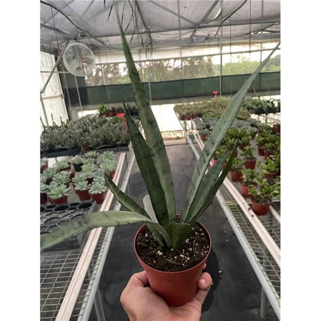 House Plant Dropship 4-SNAKE-SILVER.PRINCESS Snake Silver Princess ...