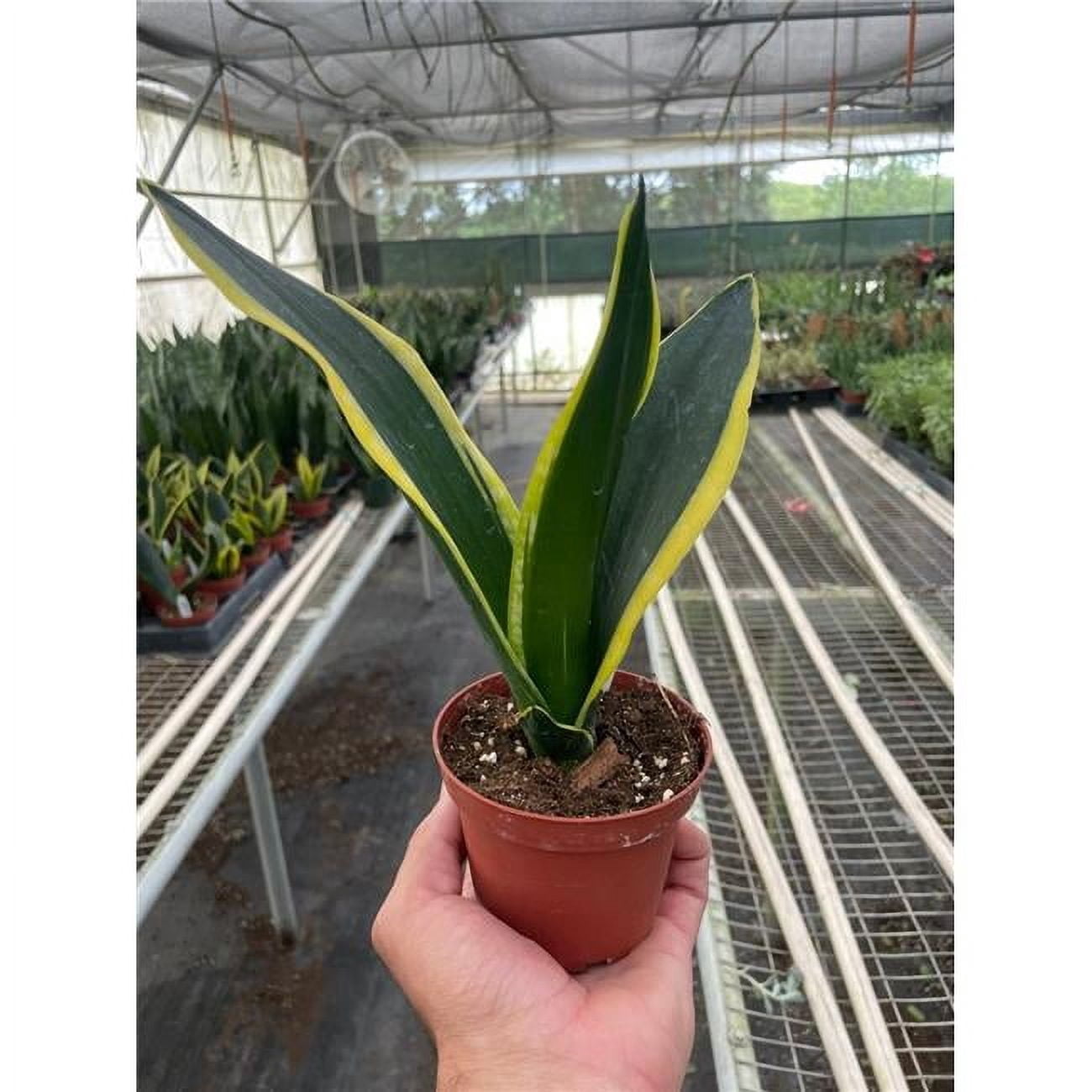 House Plant Dropship 4-SNAKE-TRIFASCIATA.BLACK.GOLD 4 in. Pot Snake ...