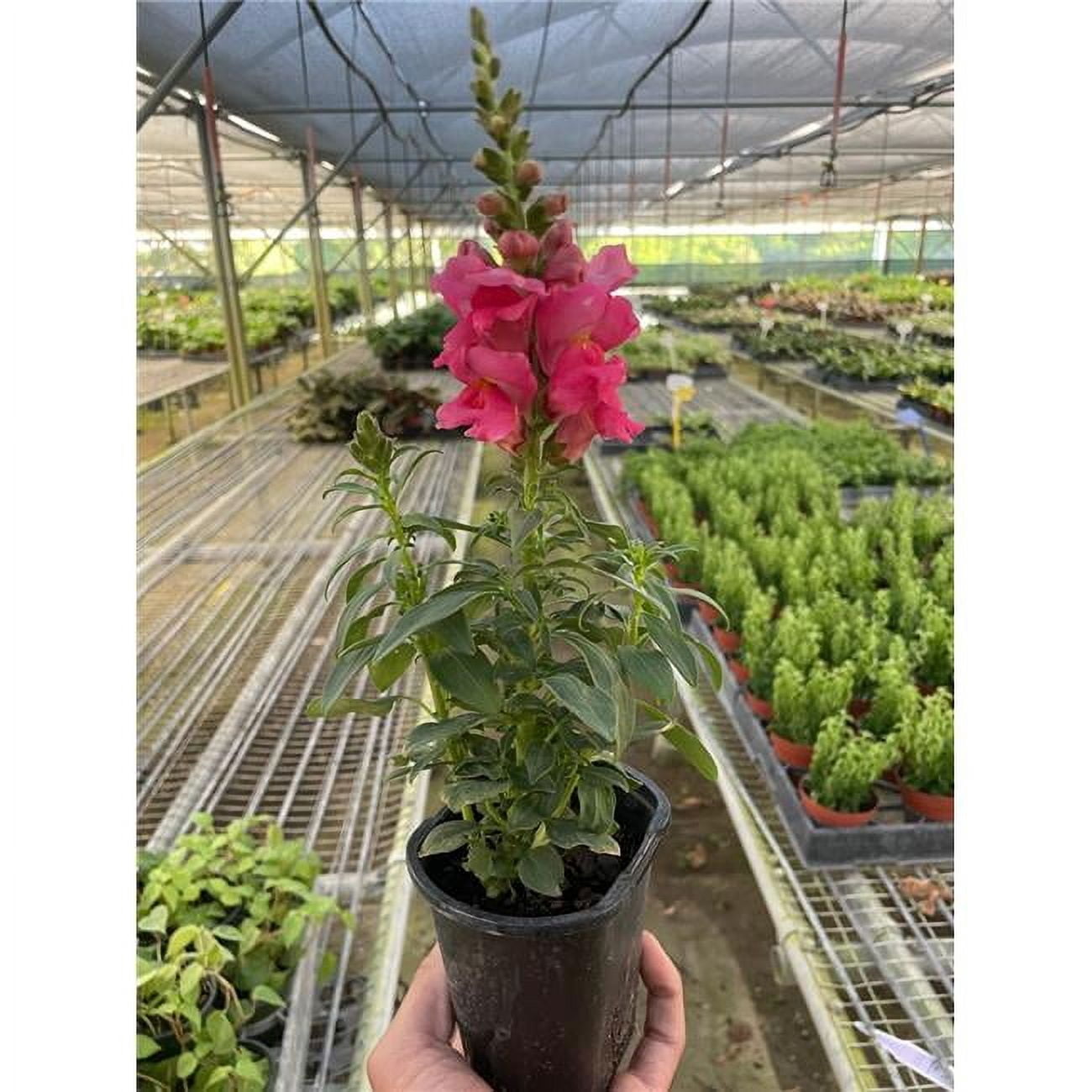 House Plant Dropship 4-SNAPDRAGON-PINK 4 in. Pot Snap Dragon Plant ...