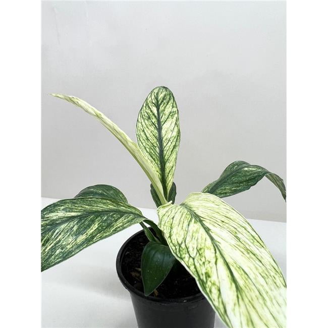 House Plant Dropship 4-SPATHIPHYLLUM-JESSICA 4 in. Spathiphyllum ...