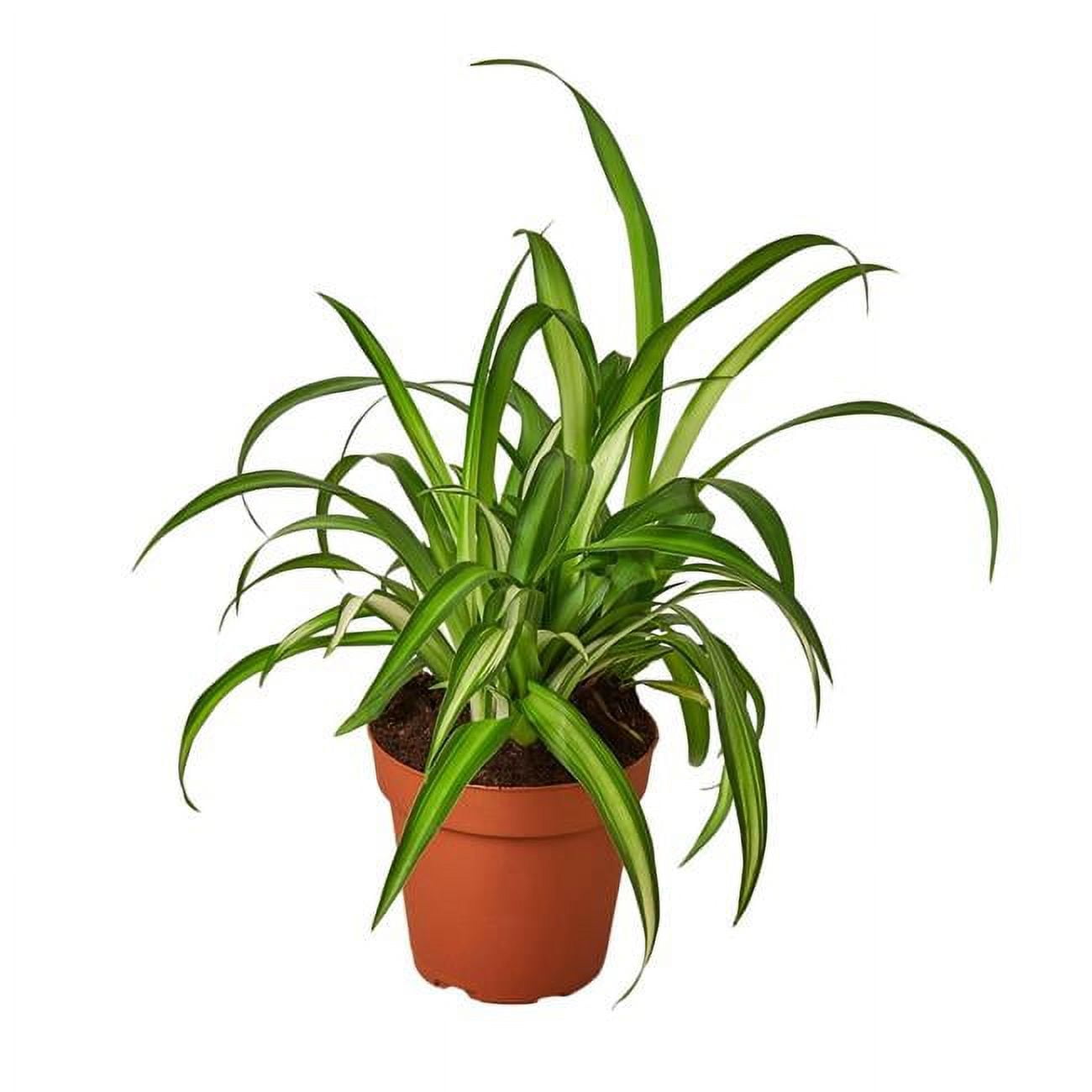 House Plant Dropship - 4 in. Pot Spider Hawaiian Plant, Nursery Pot ...