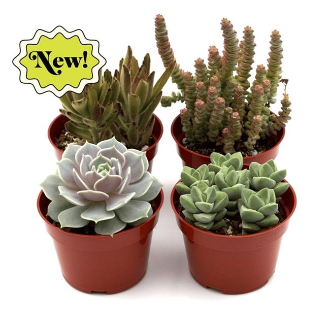 House Plant Dropship 4-SUCC-ASSORTEDVARIETY-4PK Assorted Succulent ...