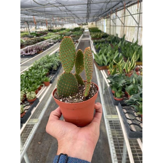 House Plant Dropship 4-SUCC-CACTUS-MICODASY Opuntia Microdasys Bunny ...