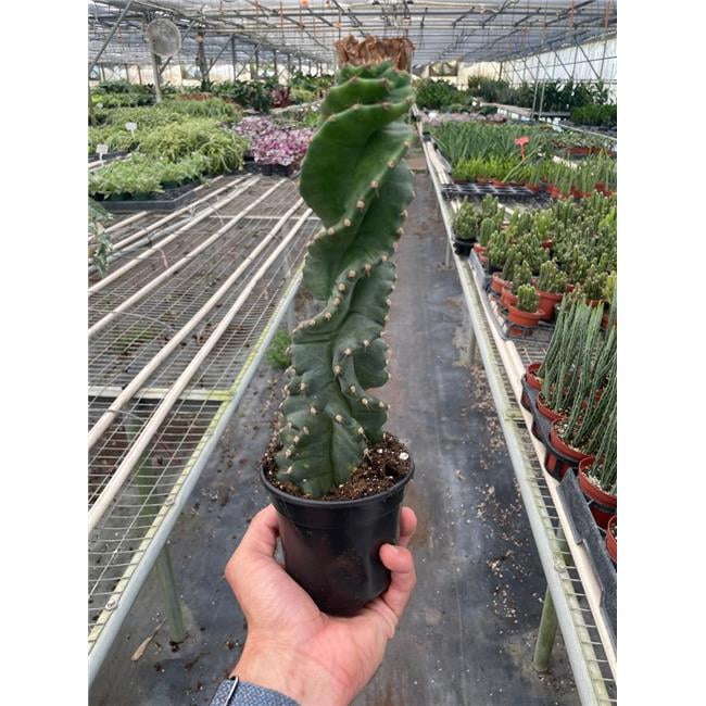 House Plant Dropship 4-SUCC-CACTUS-SPIRALIS Cereus forbesii Spiralis ...